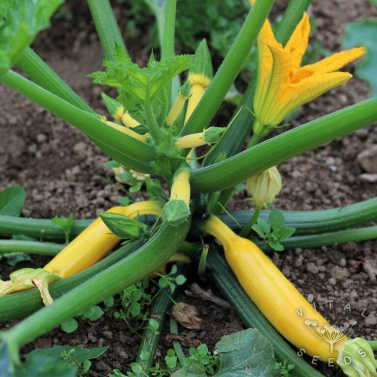 Courgette - Solara (Organic) - Vital Seeds