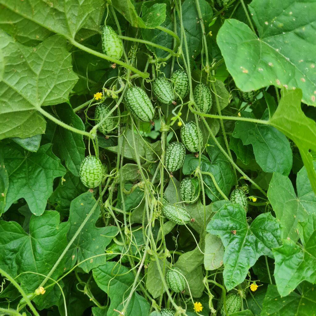 Cucamelon (Organic) - Vital Seeds