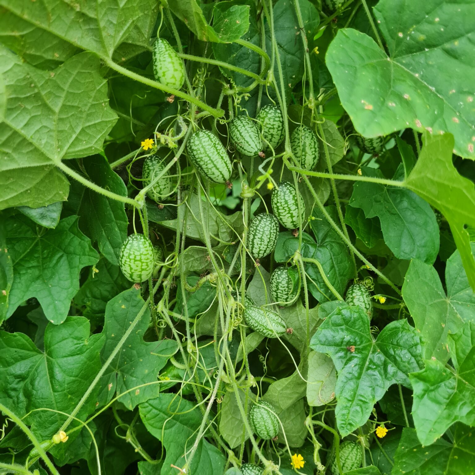 Cucamelon (Organic) - Vital Seeds