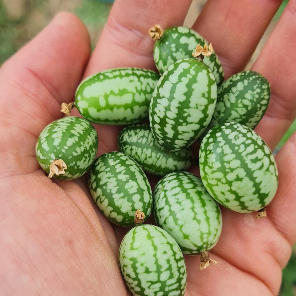 Cucamelon Seeds - Vital Seeds