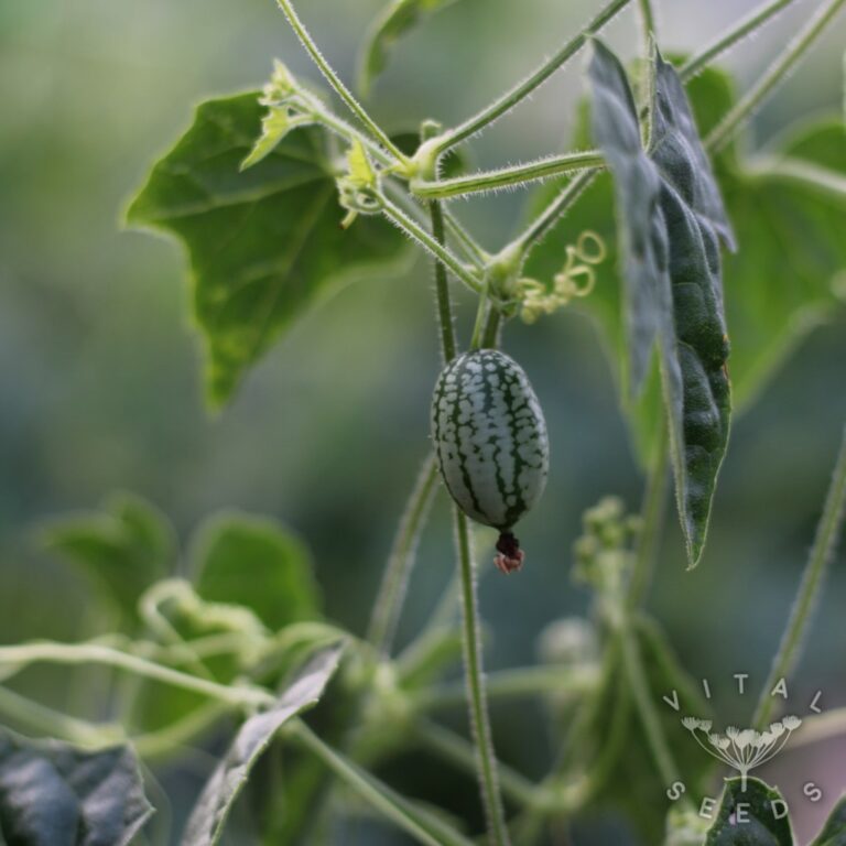 Cucamelon (Organic) - Vital Seeds
