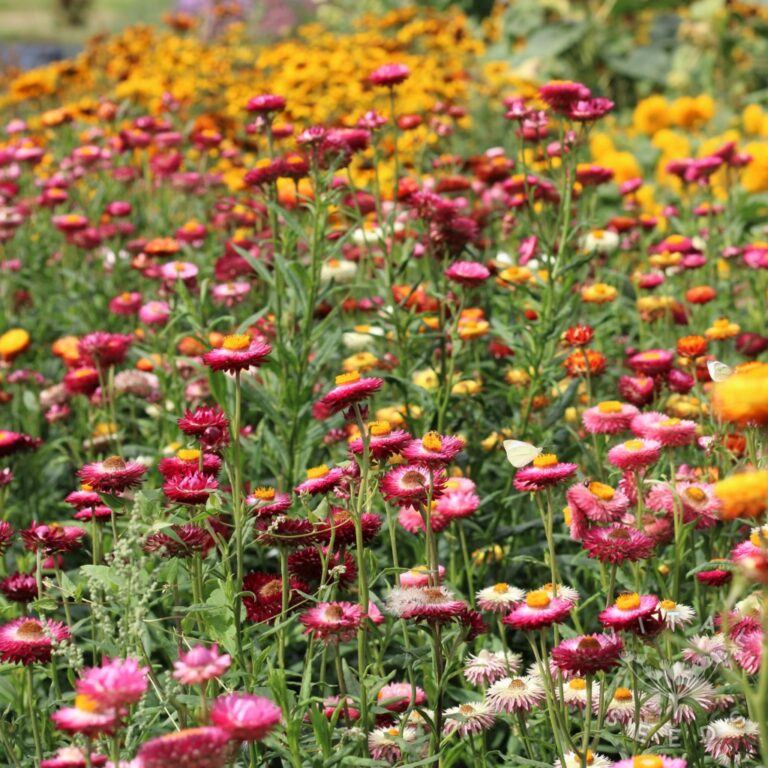 How to grow Helichrysum - Vital Seeds