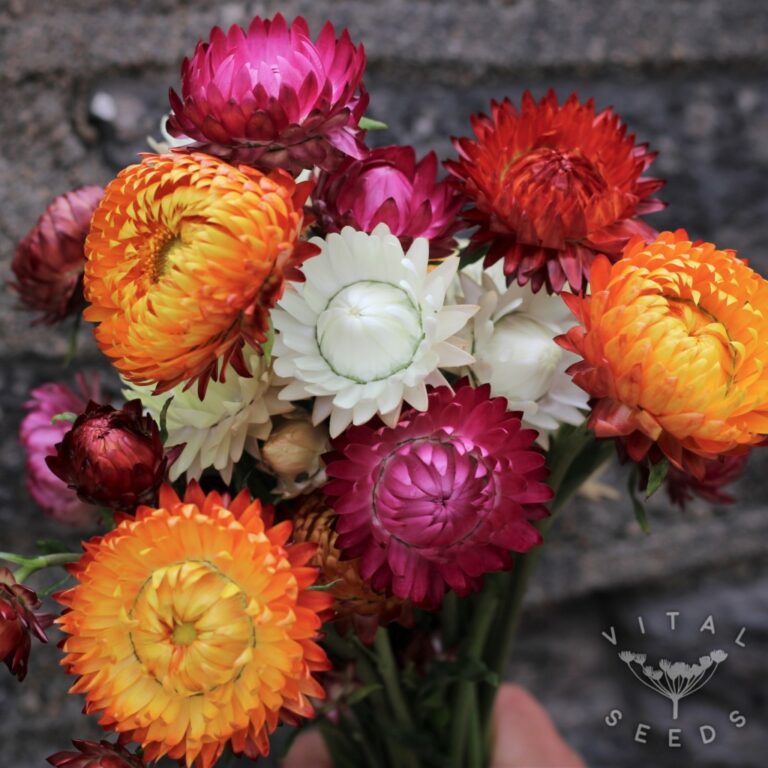 How to grow Helichrysum - Vital Seeds