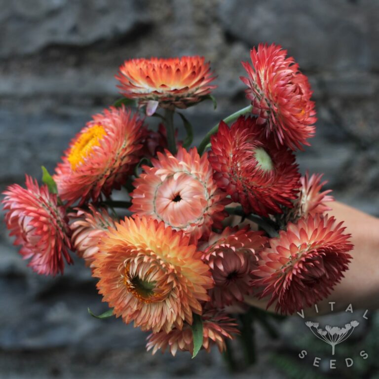 How to grow Helichrysum - Vital Seeds