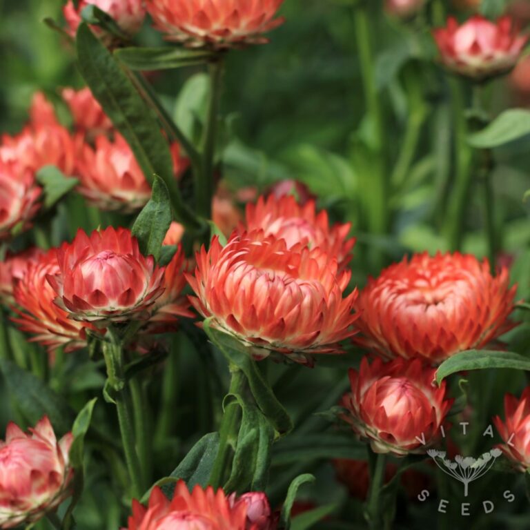 Helichrysum - Salmon Rose (Organic) - Vital Seeds
