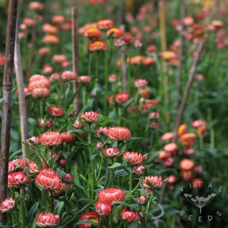 How to grow Helichrysum - Vital Seeds