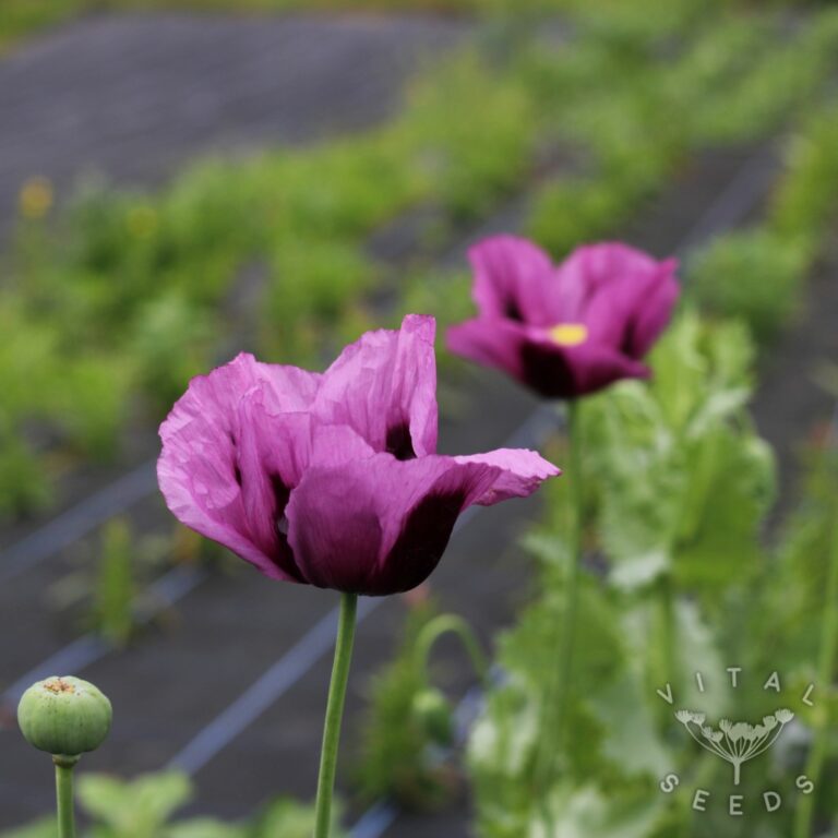 Poppy - Hungarian Blue (Organic) - Vital Seeds