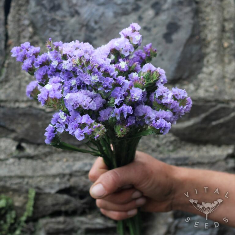 Statice - Lavender (Organic) - Vital Seeds