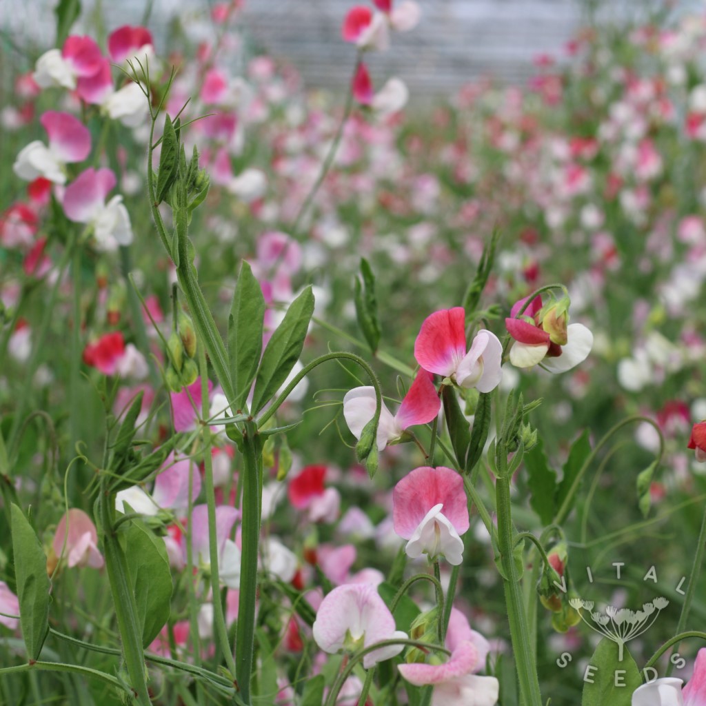 Flower Seeds - Vital Seeds - Beautiful flower seeds for your UK garden