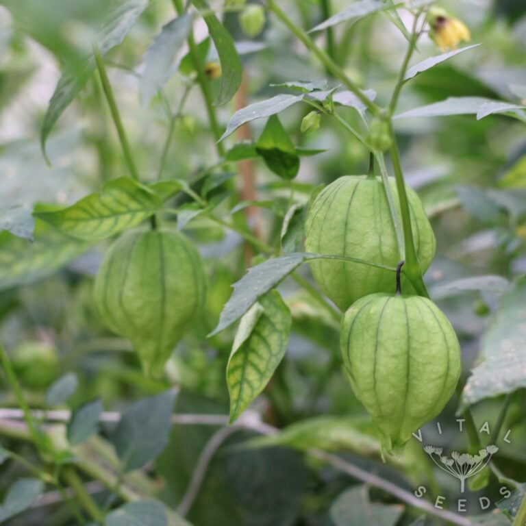 Tomatillo Seeds - Vital Seeds