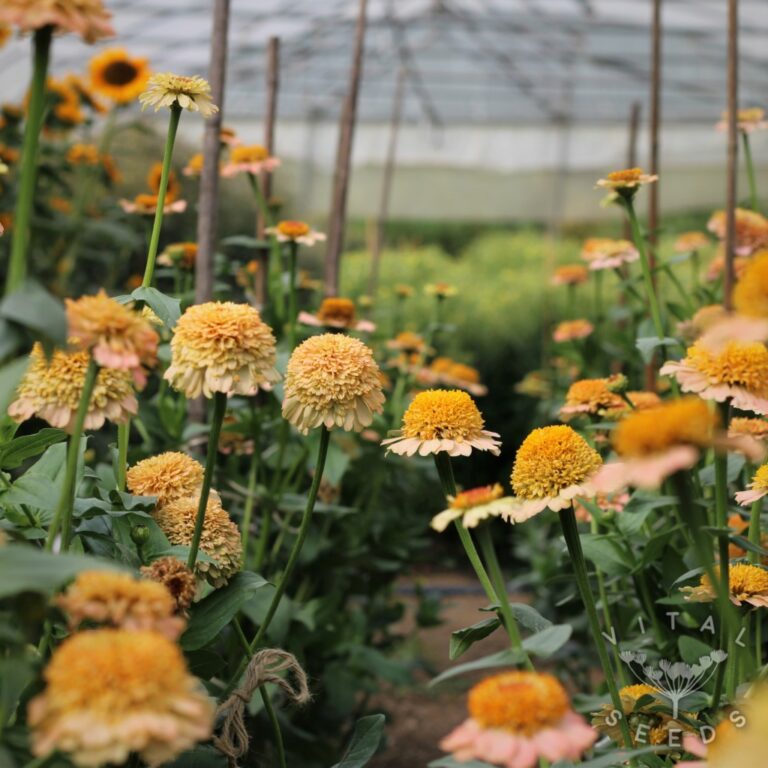 Zinnia - Zinderella Peach (Organic) - Vital Seeds