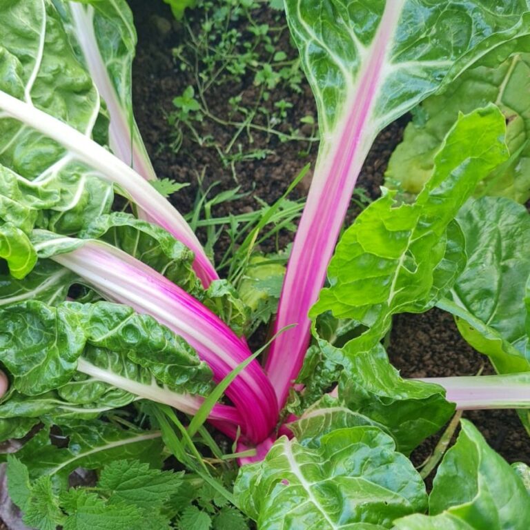 How to grow chard - Vital Seeds