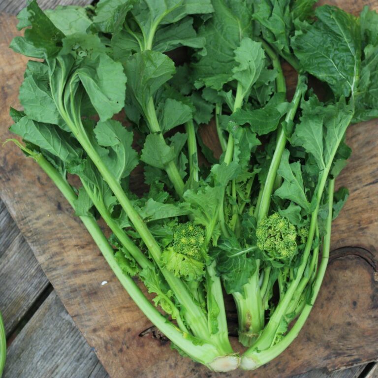Cima di Rapa - Vital Seeds