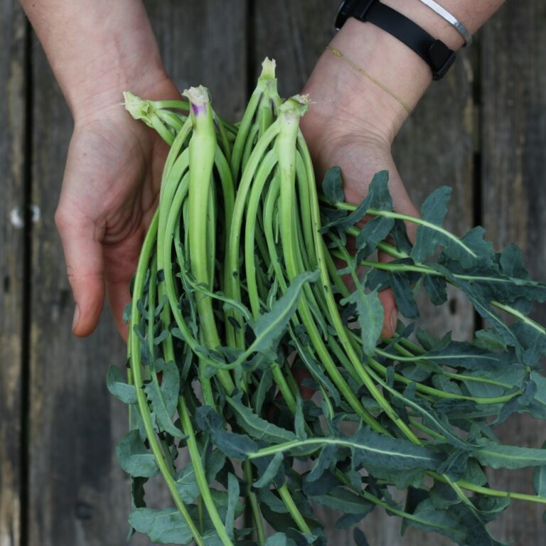 Broccoli - Fiolaro di Creazzo (Organic) - Vital Seeds