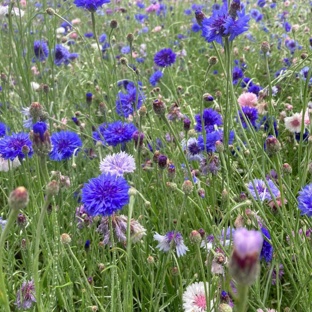 How to grow Cornflowers - Vital Seeds