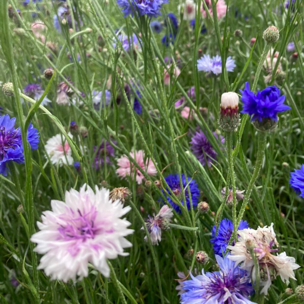Cornflower - Mixed (Organic) - Vital Seeds