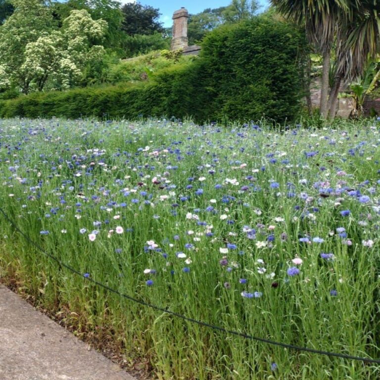 How to grow Cornflowers - Vital Seeds