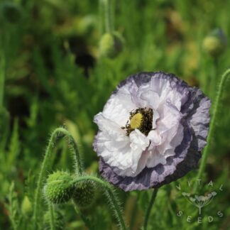 Poppy - Amazing Grey (Organic) - Vital Seeds