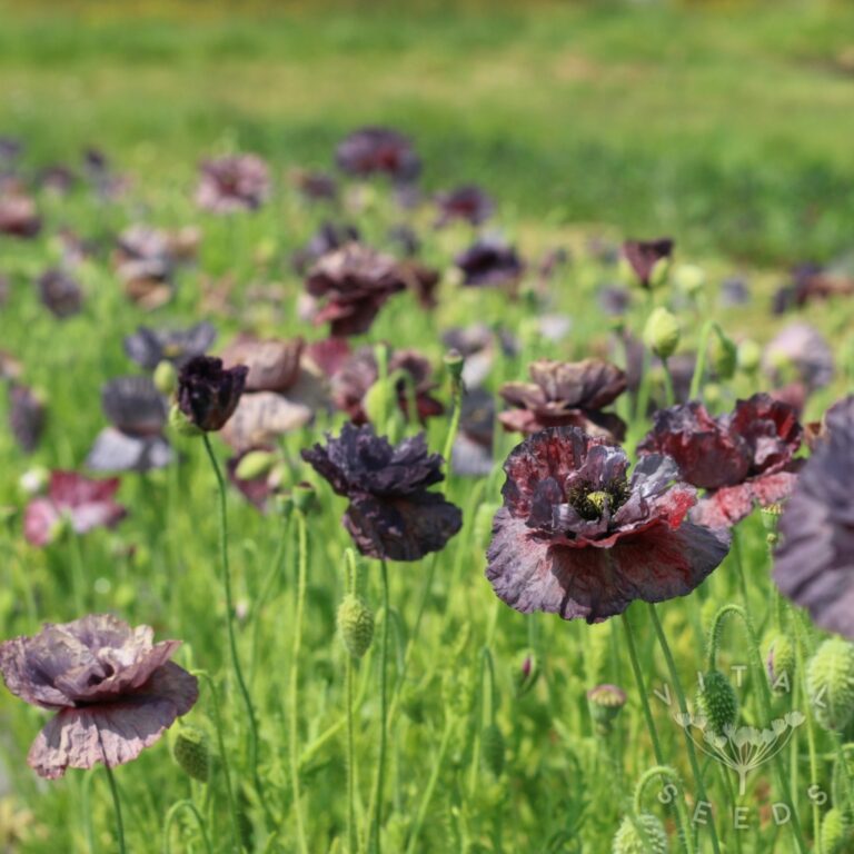 Poppy - Amazing Grey (Organic) - Vital Seeds