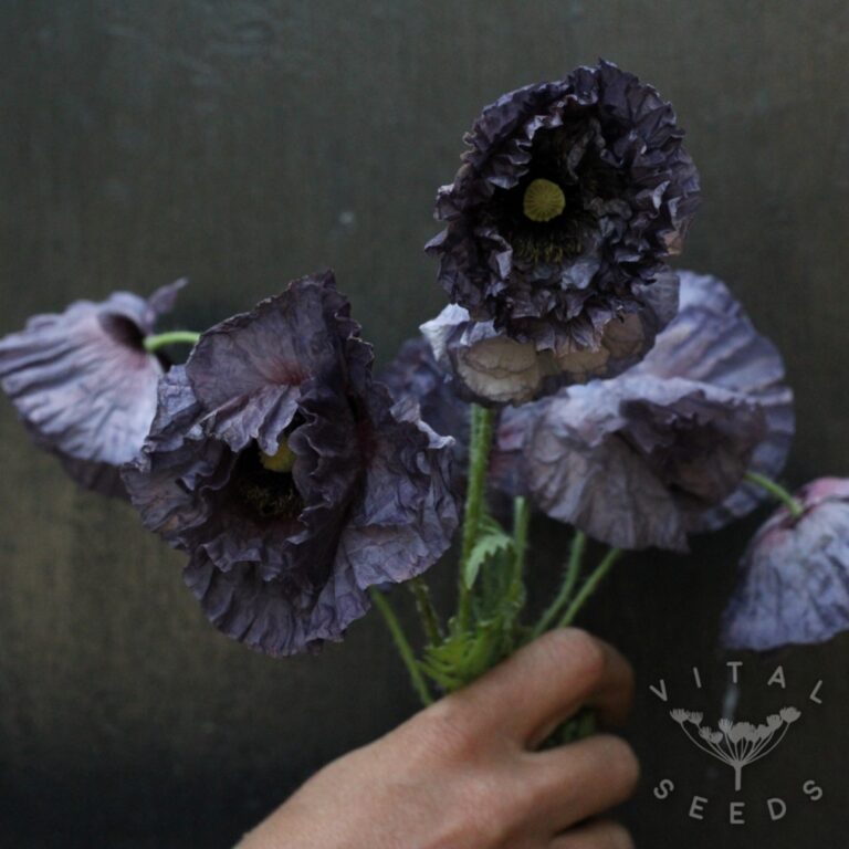 Poppy Seeds- Vital Seeds