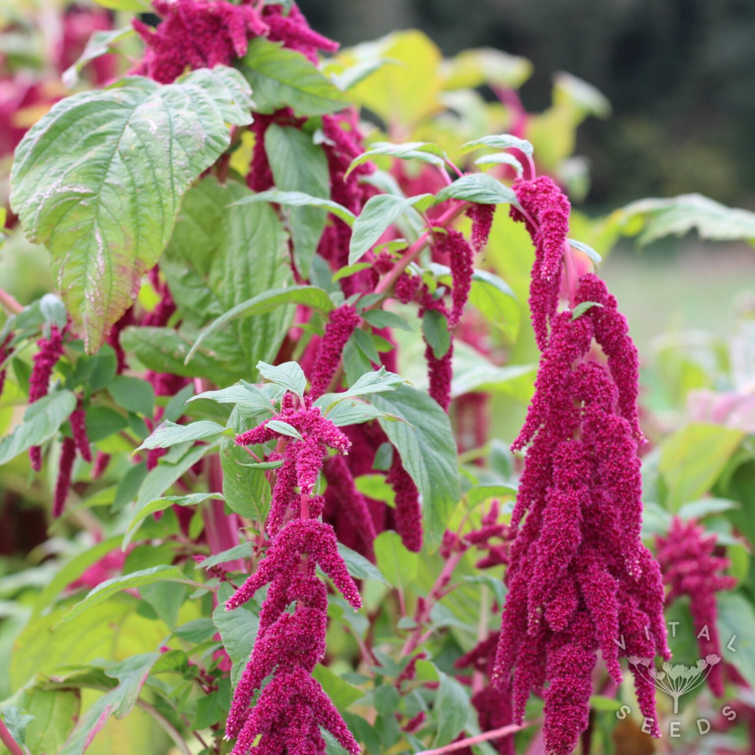 Amaranth - Love Lies Bleeding (Organic) - Vital Seeds