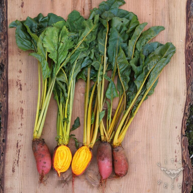 Beetroot - Flaming Barrel (Organic) - Vital Seeds