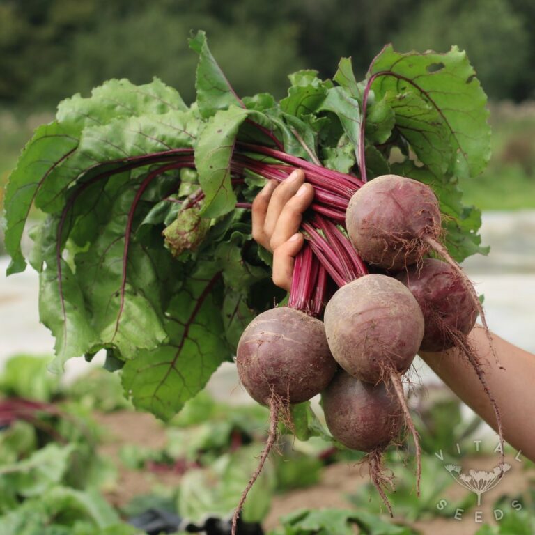 Organic Beetroot Seeds from Vital Seeds - UK seeds for gardeners and ...