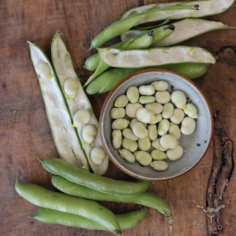 Broad bean - Ratio (Organic) - Vital Seeds