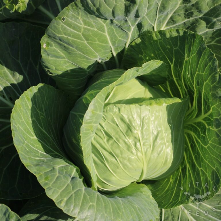 Cabbage Seeds - Vital Seeds - Best seeds for UK gardens
