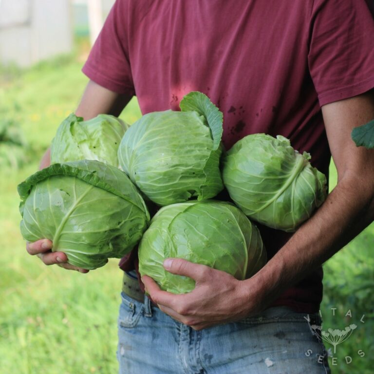 Cabbage Seeds - Vital Seeds - Best seeds for UK gardens