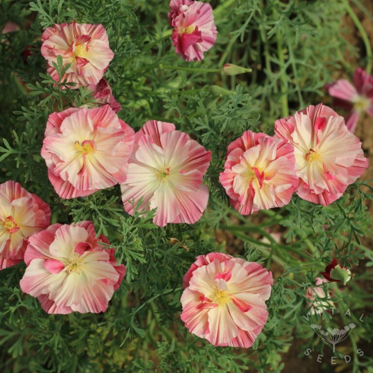 California poppy - Appleblossom Chiffon (Organic) - Vital Seeds