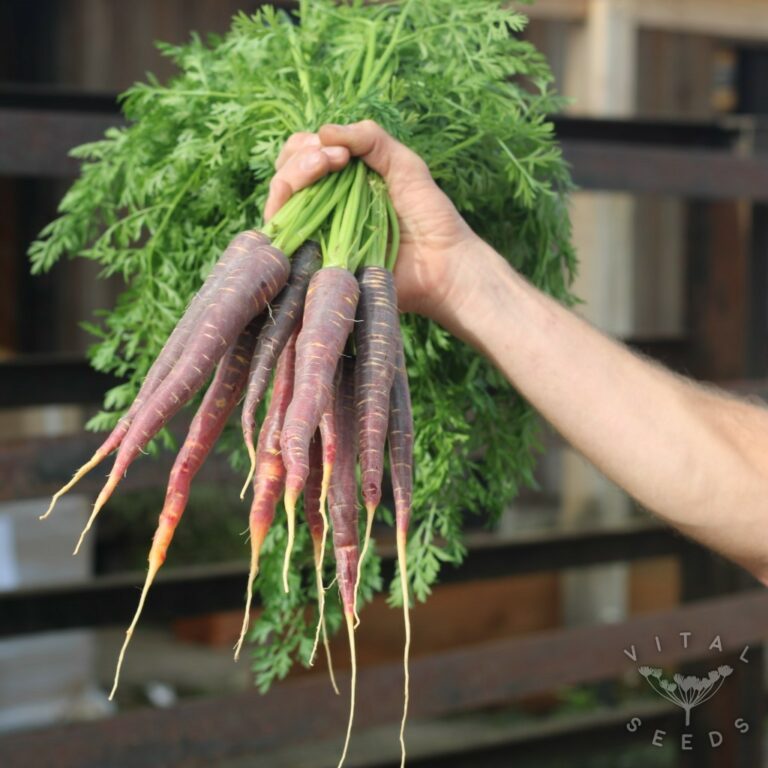 Carrot Seeds - Vital Seeds - Best varieties from Devon, UK