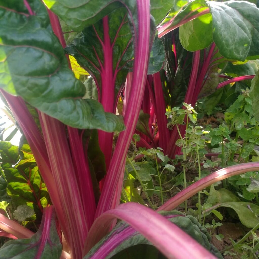 Chard Seeds - Vital Seeds - The best organic varieties for UK