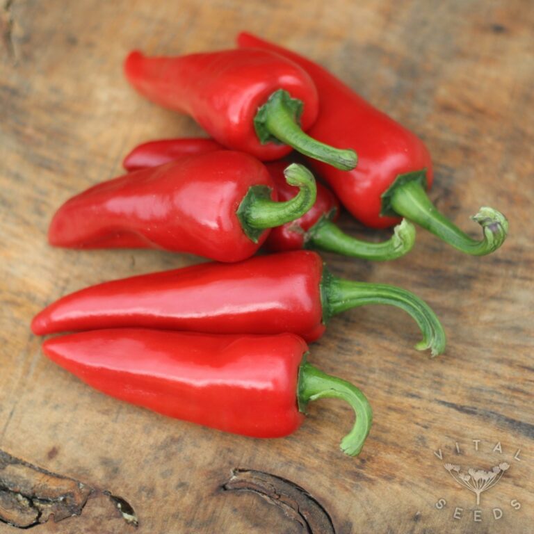 Chilli Seeds - Vital Seeds - Hot and mild varieites of chilli available ...