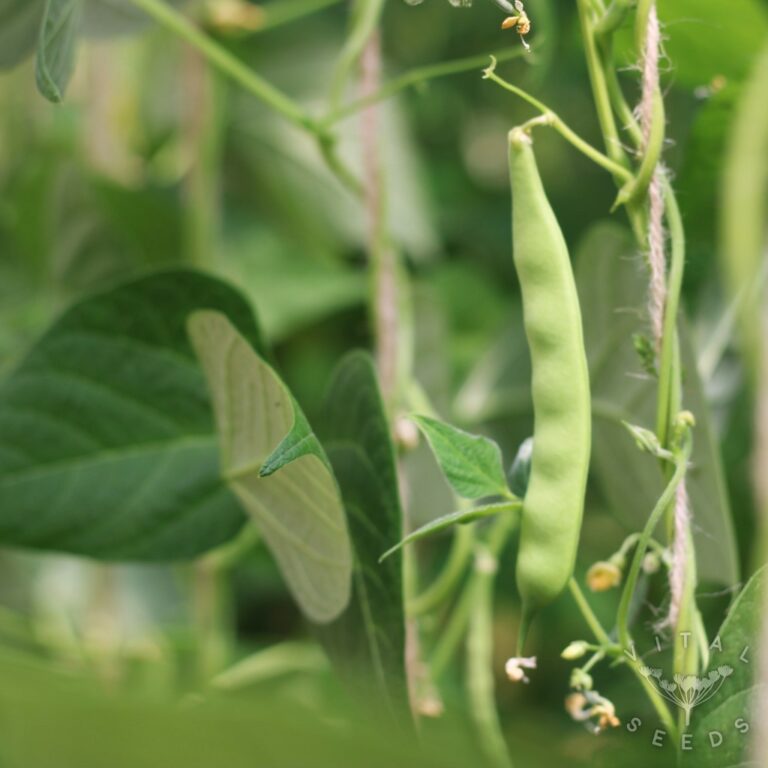 Climbing French beans - Vital Seeds - UK organic seeds
