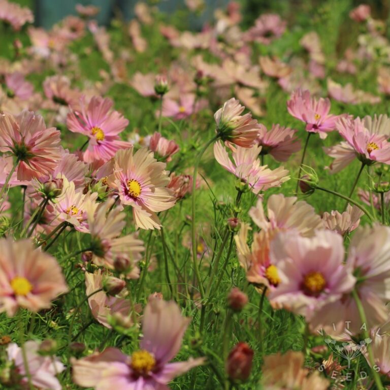 Cosmos Seeds - Vital Seeds