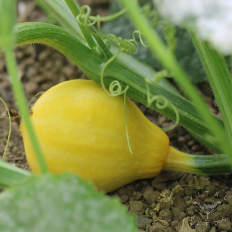 How to grow courgettes - Vital Seeds