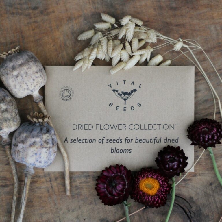 "Dried Flowers" Seed Collection - Vital Seeds