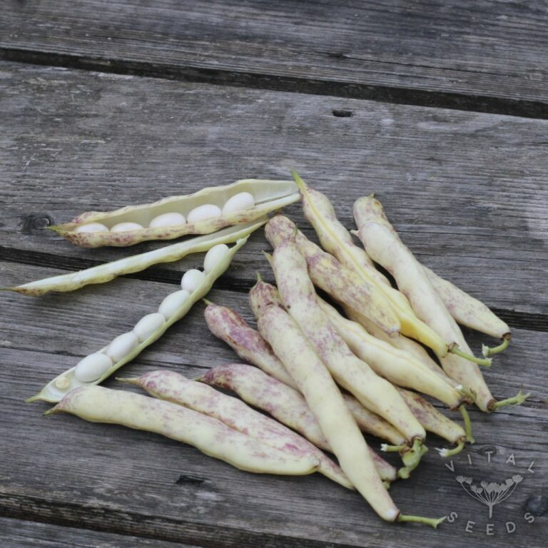 How to grow beans - Vital Seeds