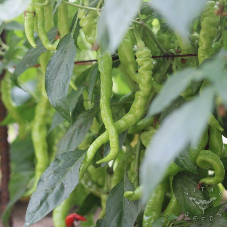 Pepper - Pepperoncini (Organic) - Vital Seeds