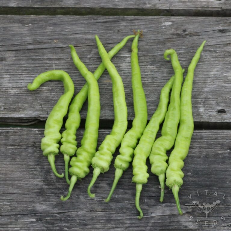 Pepper - Pepperoncini (Organic) - Vital Seeds