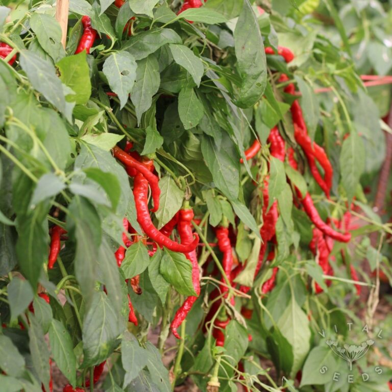 Pepper - Pepperoncini (Organic) - Vital Seeds