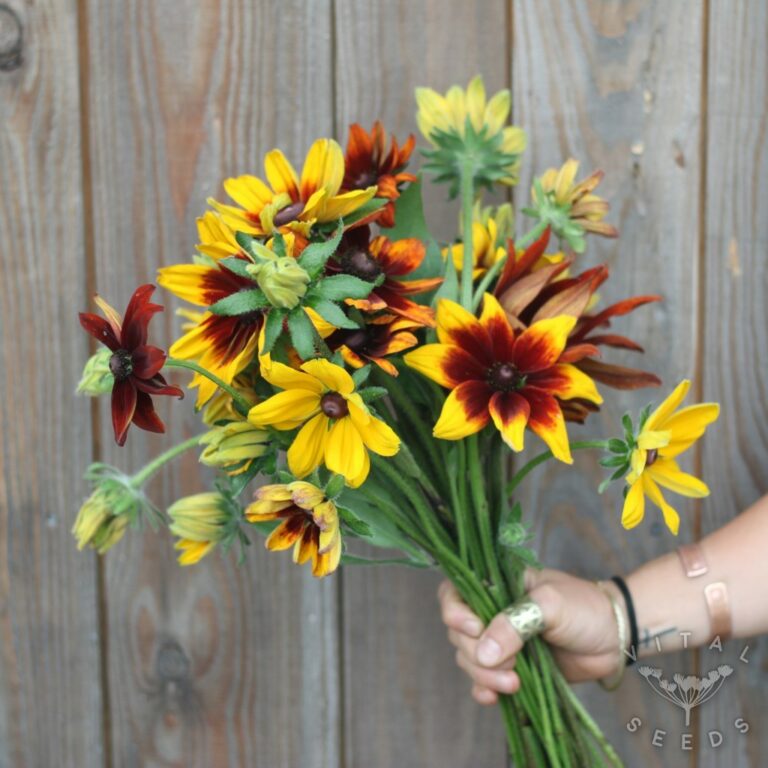 How to grow Rudbeckia - Vital Seeds