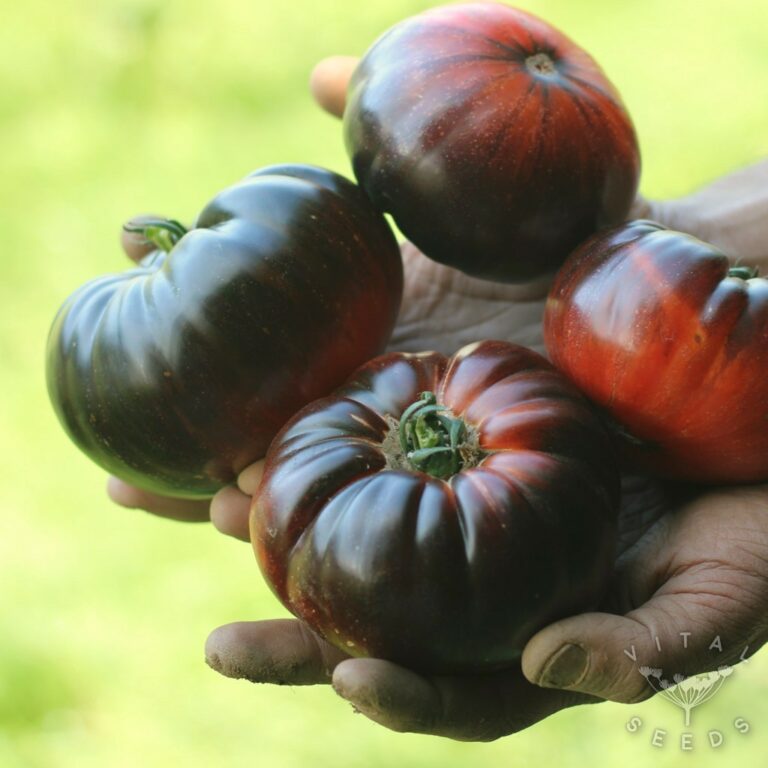 Tomato - Sunfired Flare (Organic) - Vital Seeds