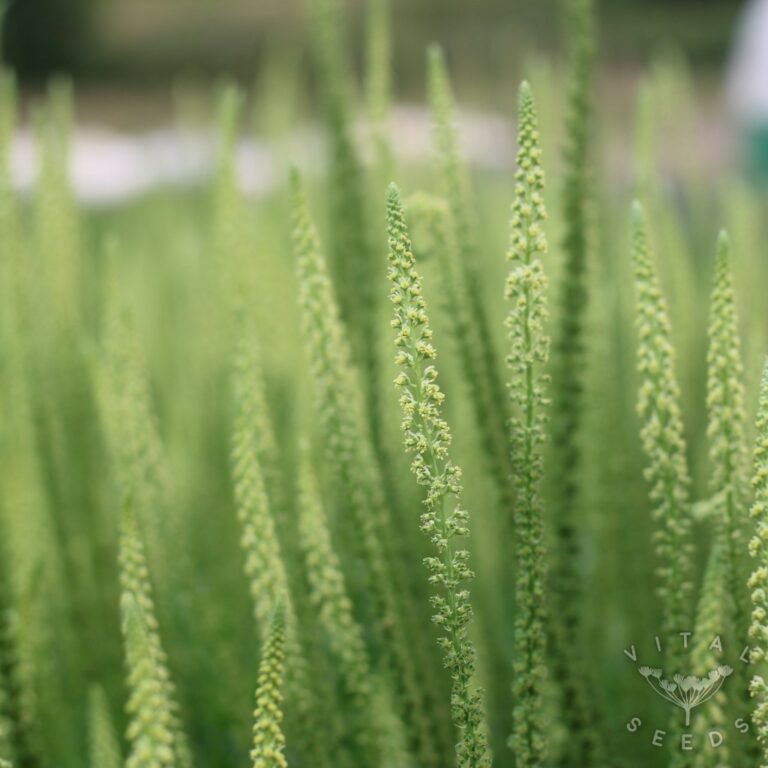 Weld (Organic) - Vital Seeds