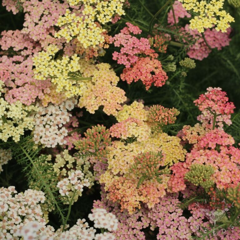 Yarrow Seeds - Vital Seeds