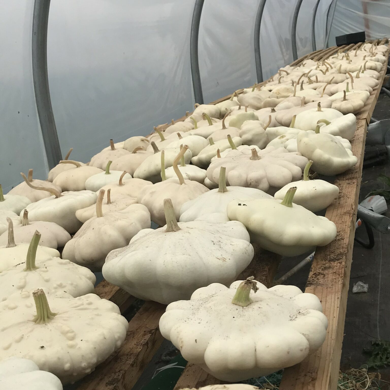 Patty Pan - Custard White (Organic) - Vital Seeds