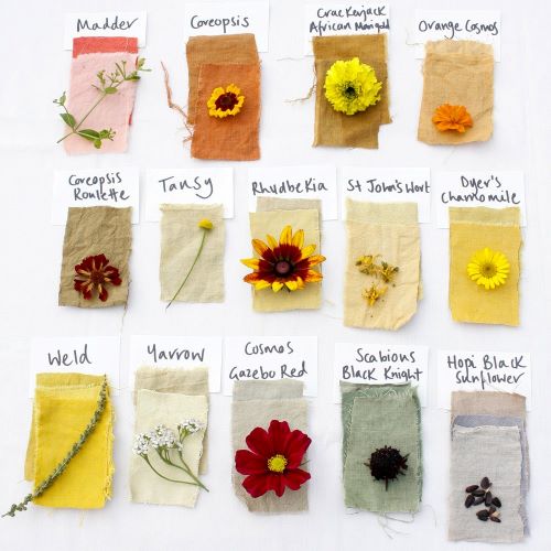 Gifts and seed collections - Vital Seeds - Fantastic ethical garden gifts