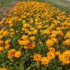 How to grow calendula - Vital Seeds