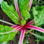 How to grow chard - Vital Seeds